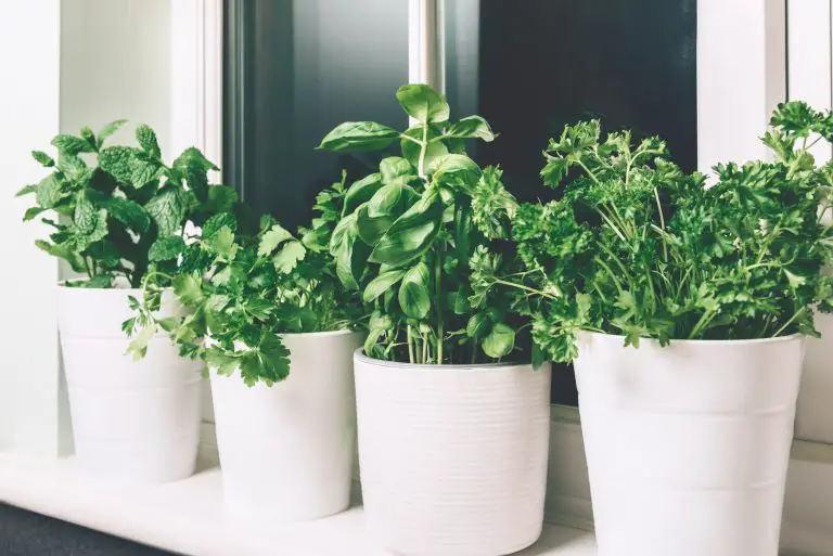 Cauliflower Companion Plants: 12 Plants to Grow With Cauliflower ...