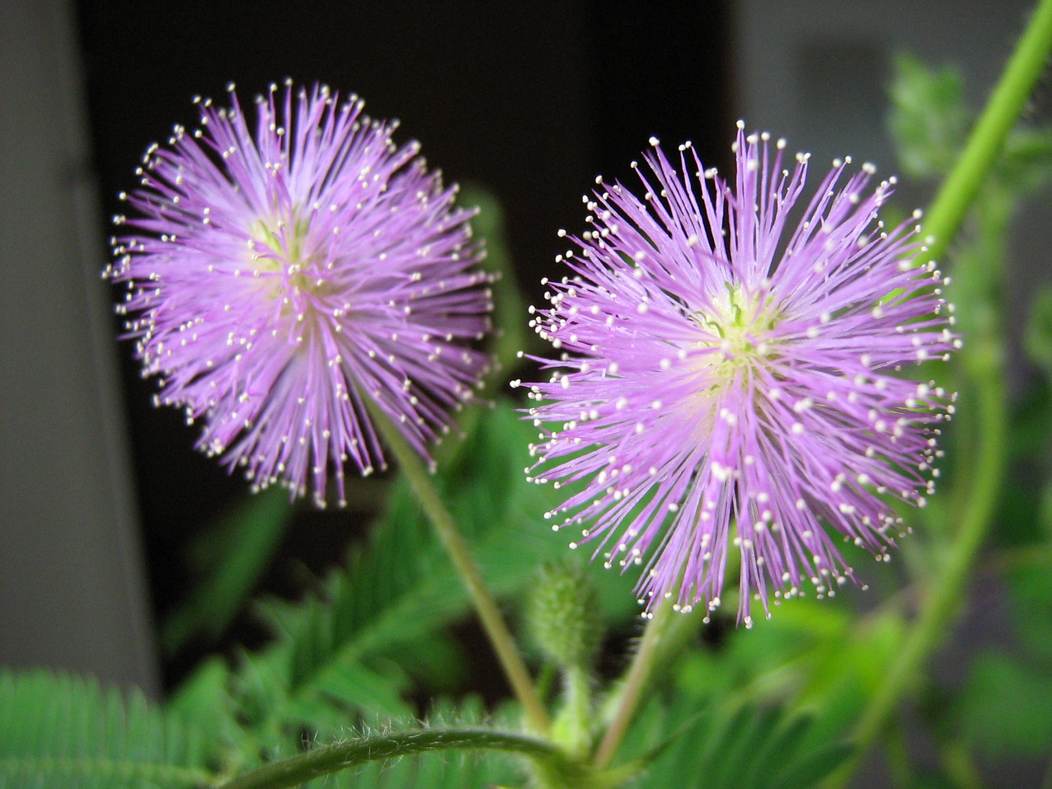 Mimosa Pudica: Touch Me Not Plant Explained | UnAssaggio