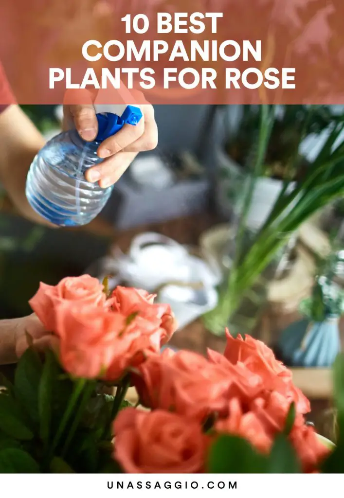 Rose Companion Plants: 10 Best Companion Plants For Rose | UnAssaggio