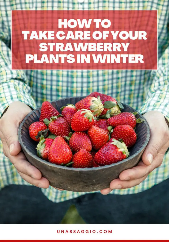 How to Take Care Of Your Strawberry Plants In Winter | UnAssaggio