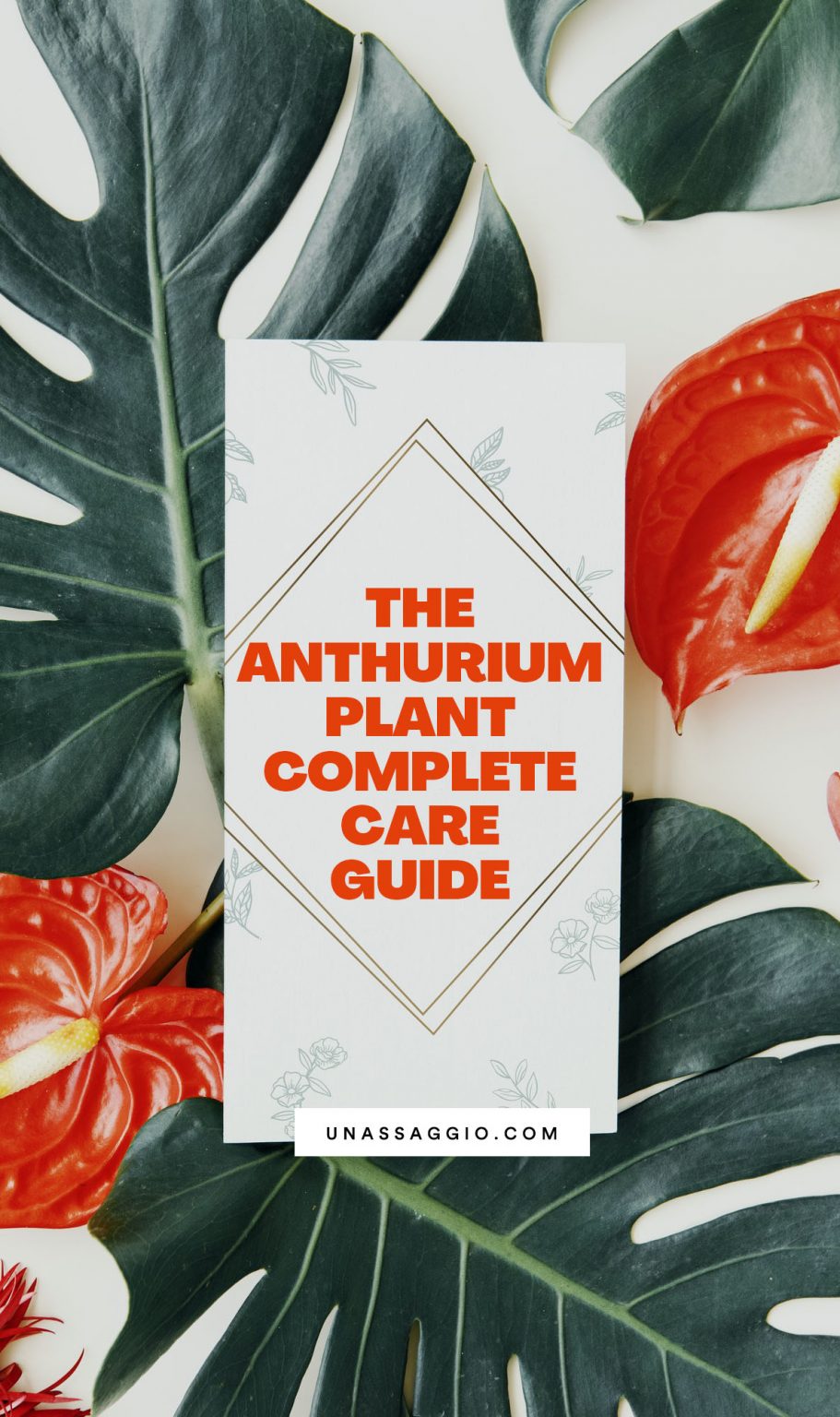 Anthurium Plant: The Complete Growth And Care Guide (2021) | UnAssaggio