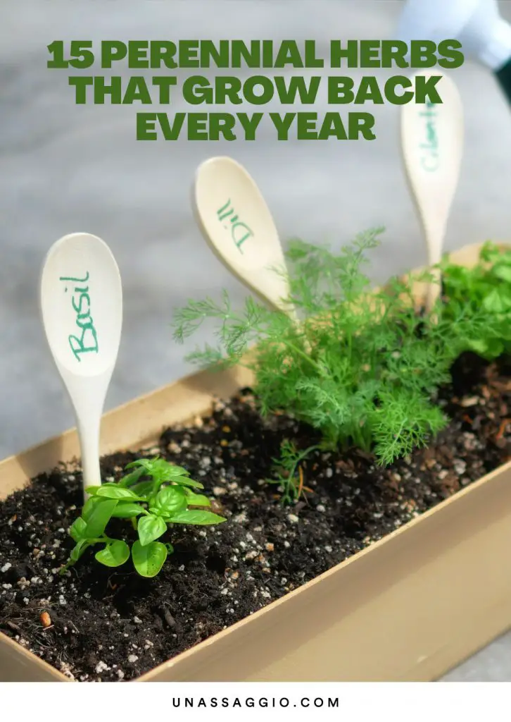 15 Perennial Herbs That Grow Back Every Year | UnAssaggio