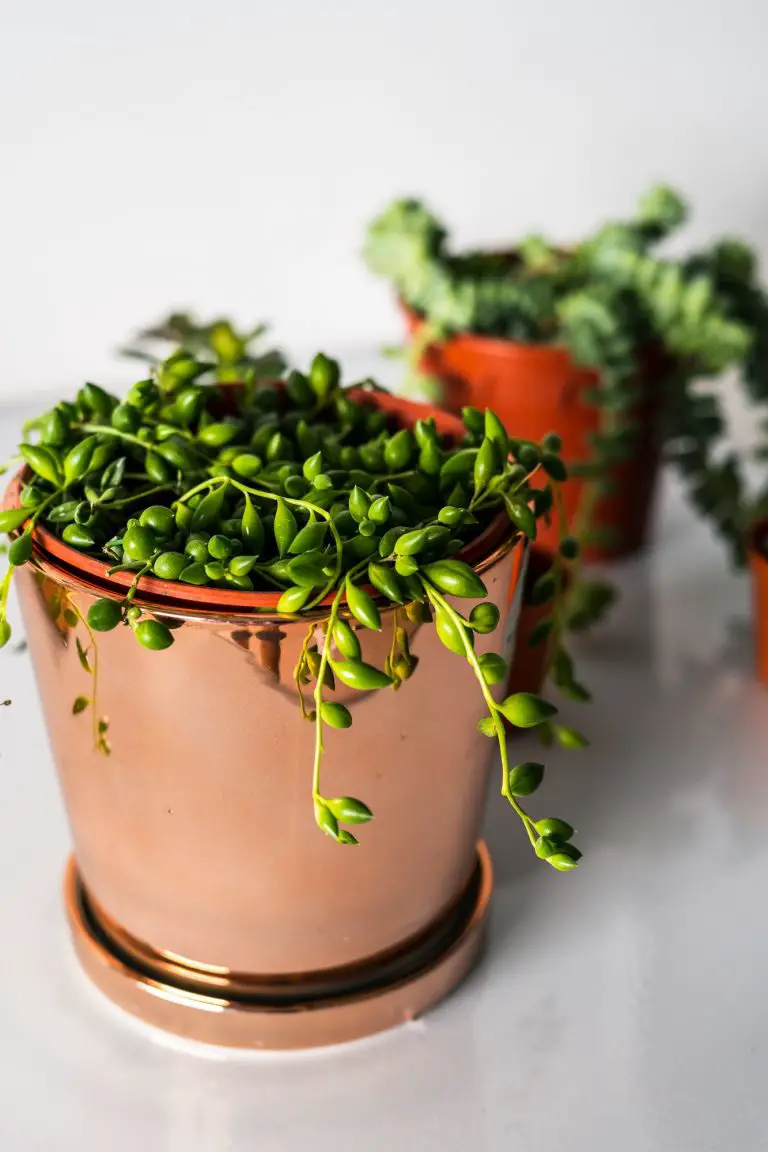 String Of Pearls Plant: The Complete Growth And Care Guide (2021 ...