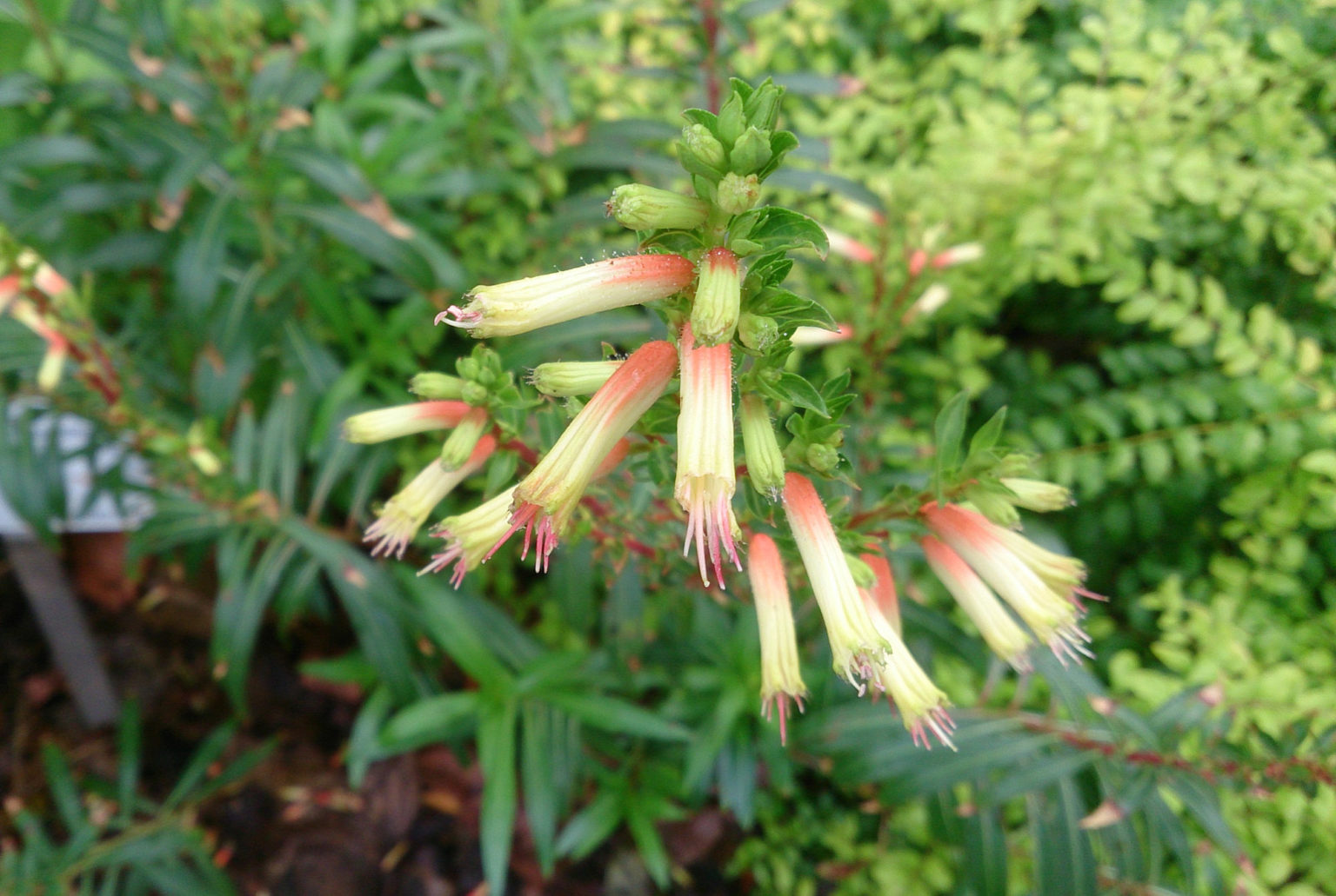 Cigar Plant Care: How to Grow Cigar Plants | UnAssaggio