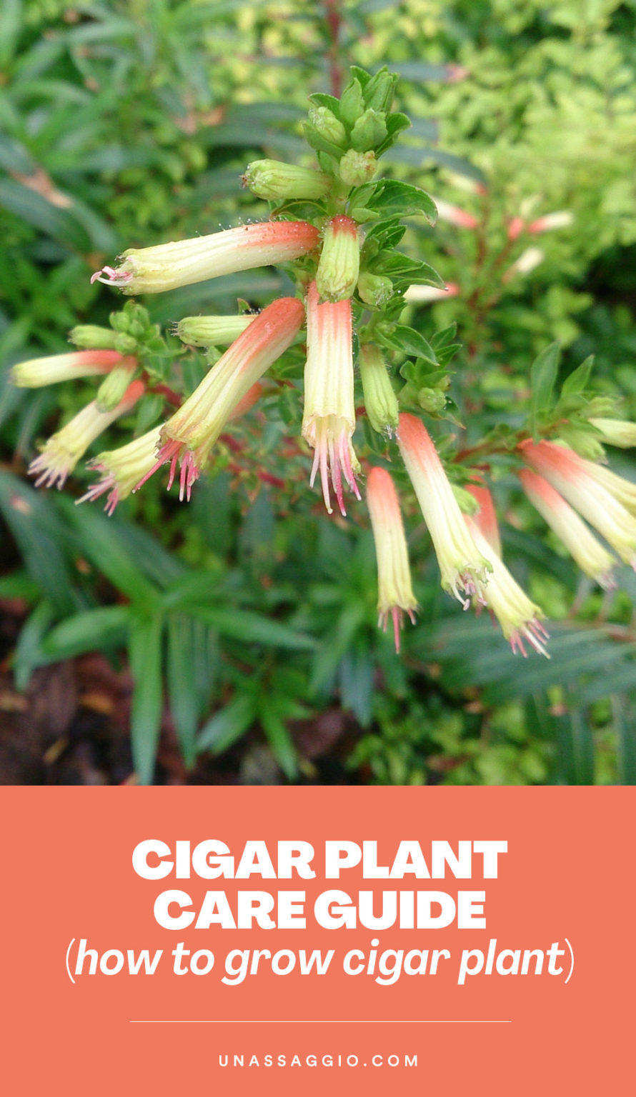 Cigar Plant Care: How to Grow Cigar Plants | UnAssaggio