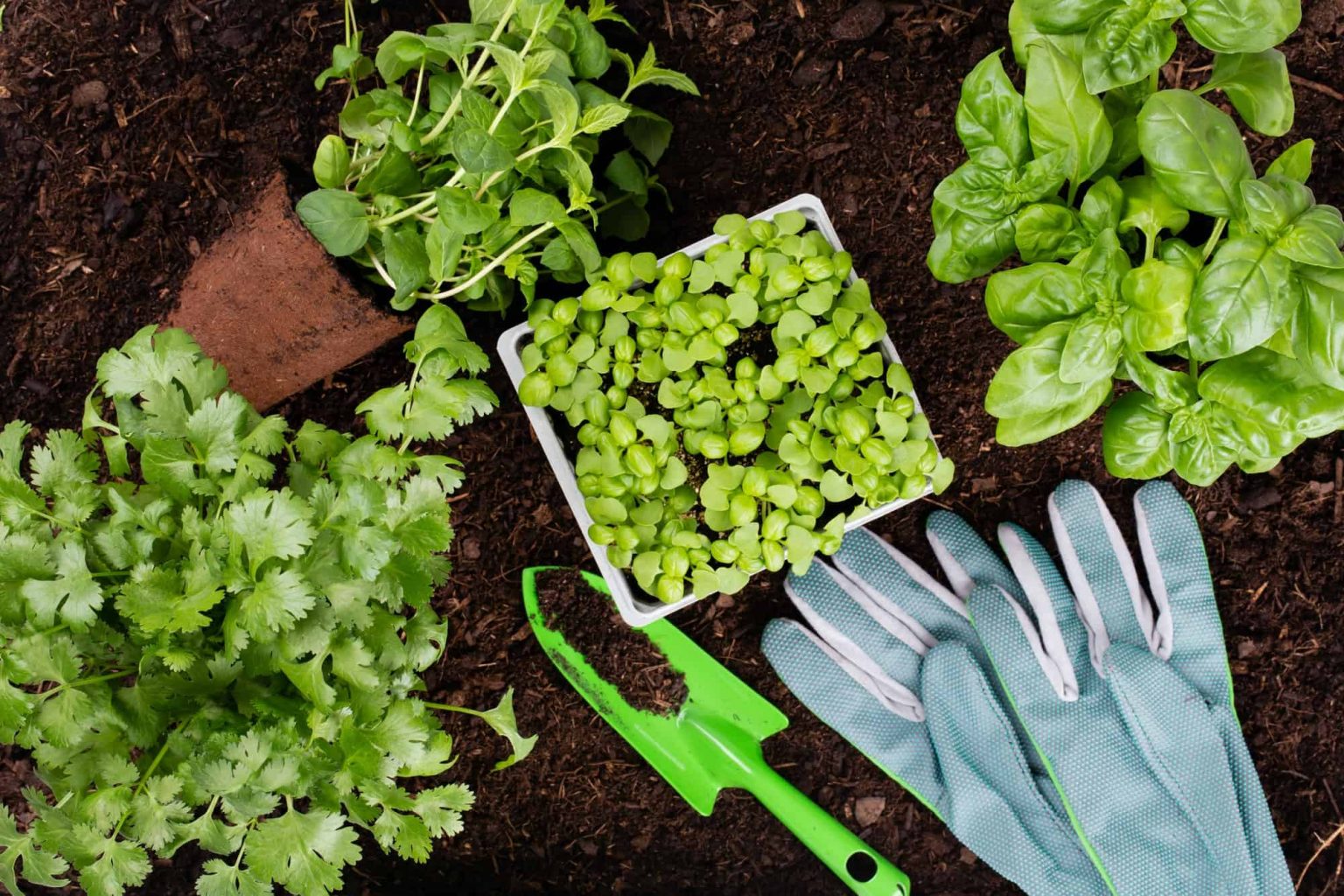 15 Edible Perennial Vegetables That Grows Back Every Year | UnAssaggio