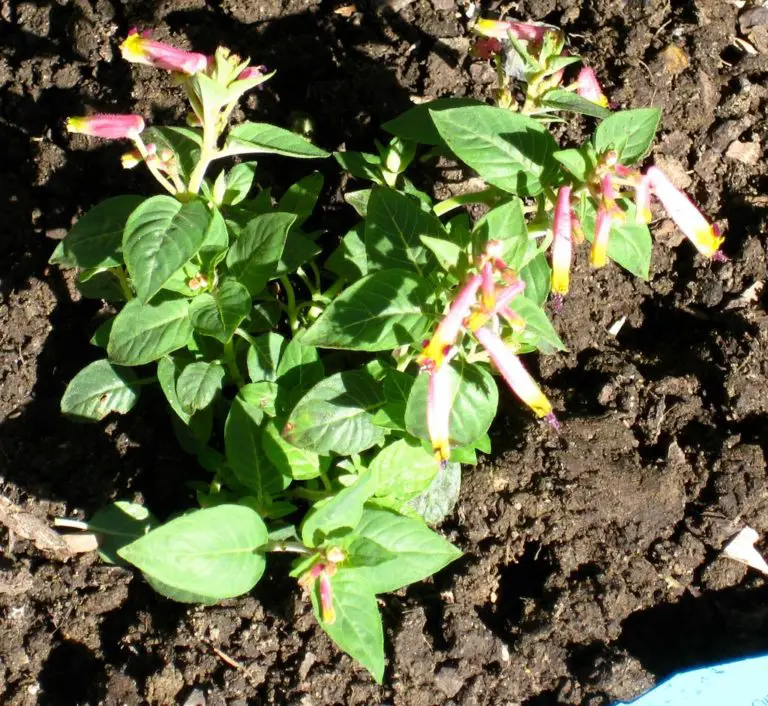 Cigar Plant Care: How to Grow Cigar Plants | UnAssaggio