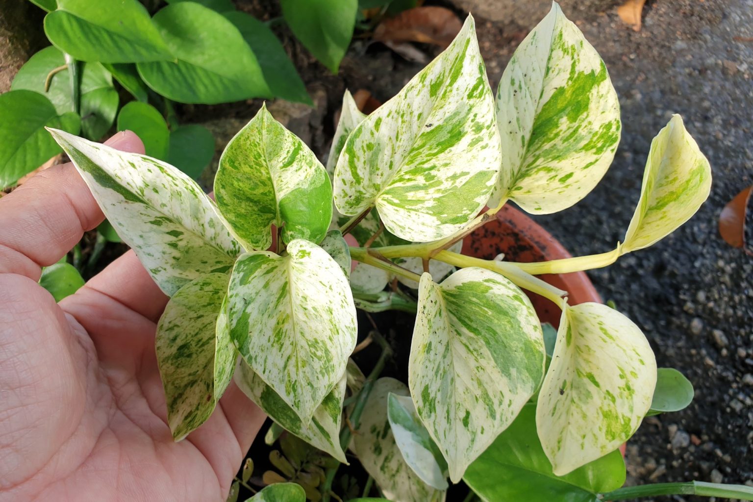 Marble Queen Pothos Plant Care (How to Grow Marble Queen Pothos ...