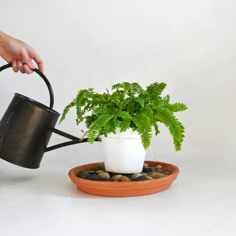 Pebble Trays For Houseplants: How They Help Raise Humidity | UnAssaggio